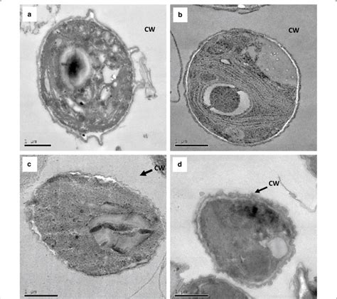 Transmission Electron Micrographs Of A Normal C Pyrenoidosa Cells Download Scientific