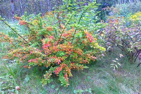 Барбарис звичайний (Berberis vulgaris): опис, посадка і догляд, фото