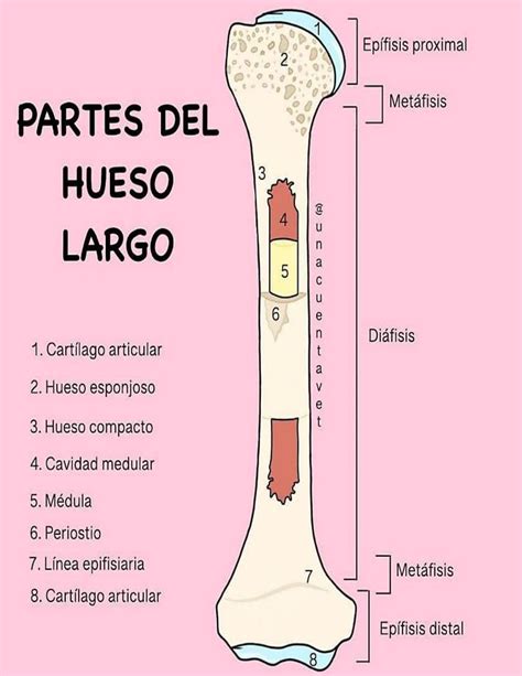 Anatomía De Los Huesos Largos Anatomía Humana Libro Para Colorear