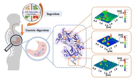 王震宇教授团队在人工纳米颗粒的人体健康效应研究方面取得新进展 江南大学环境与生态学院