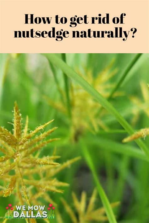 How To Get Rid Of Nutsedge In St Augustine Grass Artofit