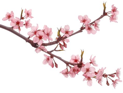 Sakura Tree Pngs For Free Download