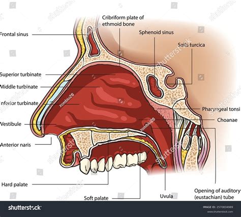 2 Thousand Nasal Cavity Anatomy Diagram Royalty Free Images Stock