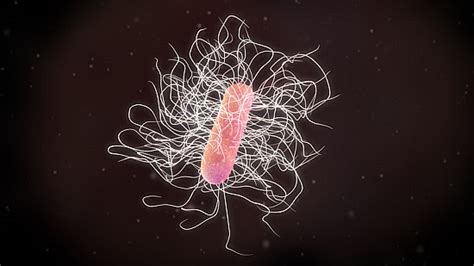 C Difficile C Diff An Urgent Threat Harvard Health