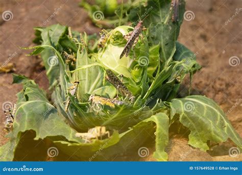Locusts Grasshopper Eating And Destroying Leaves Of A Cabbage Stock