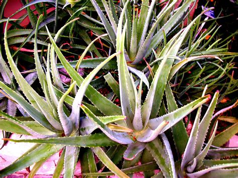 Digital Photo Canvas Art Makerspace At Ksu Tuscarawas Libguides At