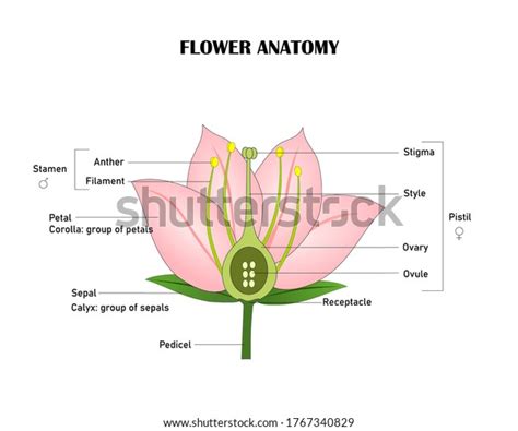 Angiosperm Flower Morphology Cross Section Detailed Diagram With Cross Section Vector