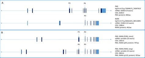 Acute Promyelocytic Leukemia Apl Cancer Genetics And Genomics Laboratory