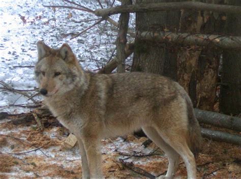 Coywolf Hybrid Coywolf Possibly Sighted In Chicago Suburb