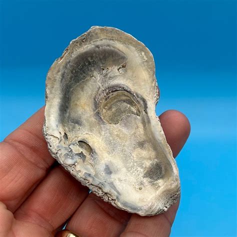 Fossilized Oyster Shell Etsy