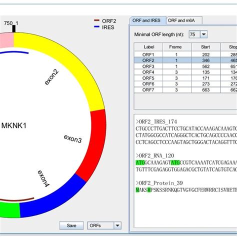 predicted open reading frames orfs and internal ribosomal entry sites