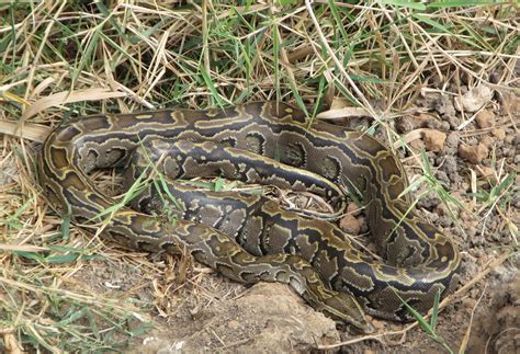 Central African Rock Python Vs Burmese Python Bestiary