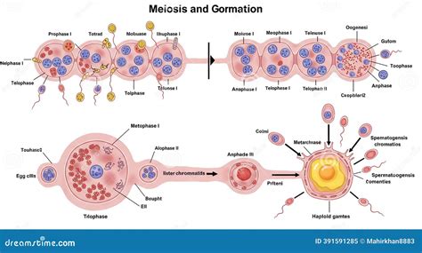Meiosis Phases Cartoon Vector 259840451