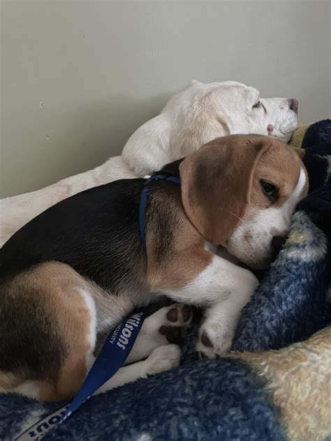My Beagles Cuddling R Beagles