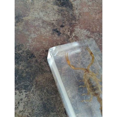 7 X Assorted Bugsinsects In Resins