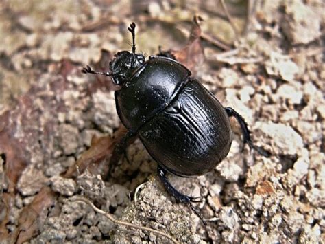 Actividades humanas provocan el declive de insectos en Europa