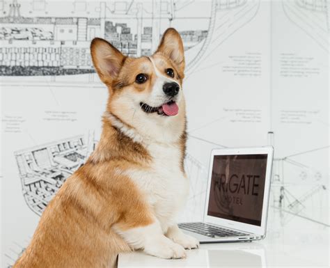 Проживание с животными в отеле Фрегат