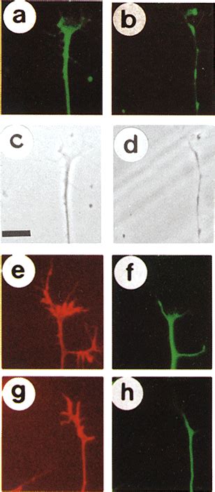 Typical Views Of Immunohistochemical Localization Of Syntaxin A And