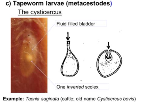 Cestodes Flashcards Quizlet