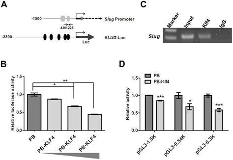 A Schematic Representation Of Slug Gene Structure Containing 1500 Bp