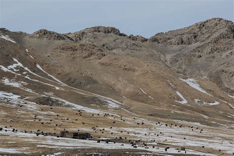 Mongolia's Cashmere Industry Faces a Crossroads