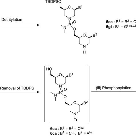 Synthesis Of Phosphorodiamidate 4 Mer Download Scientific Diagram