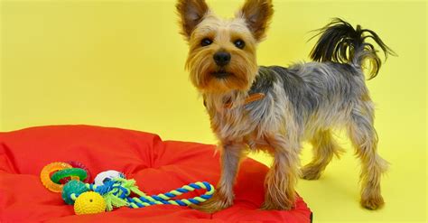 빨간 베개 위에 장난감을 들고 서 있는 요크셔 테리어 · 무료 스톡 사진