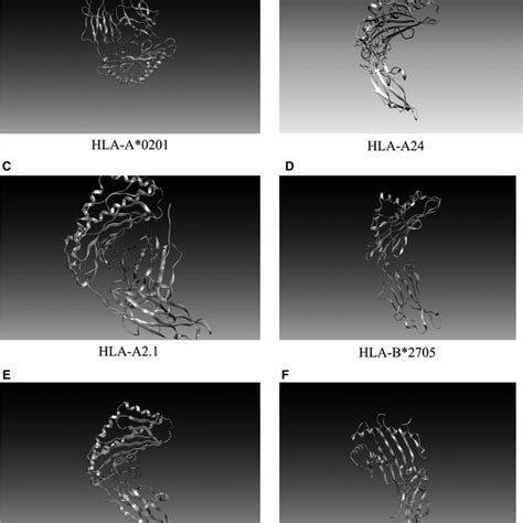 3d Graphical Representation Of The Interaction Between Peptides