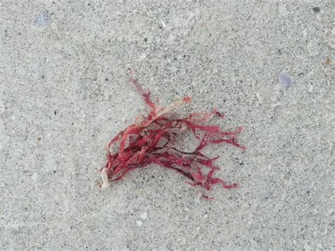 Red Algae From Treasure Island Fl Usa On November 27 2022 At 0713