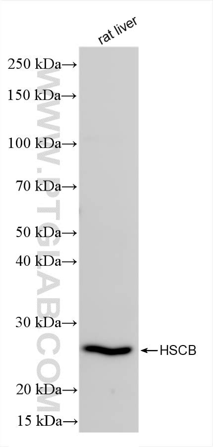 Hscb Antibody 85185 4 Rr Proteintech