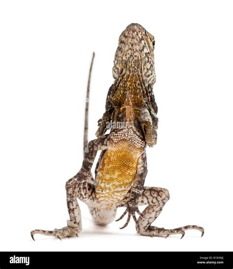 Frill Necked Lizard Also Known As The Frilled Lizard Chlamydosaurus
