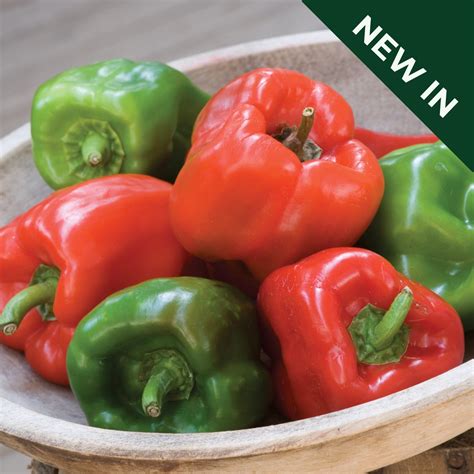 Sweet Pepper Crispy F1 Premier Seeds Direct