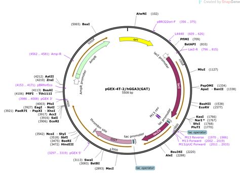 Addgene Pgex 4t 2 Hgga3 Gat