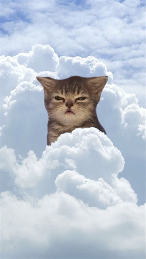 Идеи для обоев на телефон Кот из Пинтерест Милые рисунки Милые котики Кошачьи картины