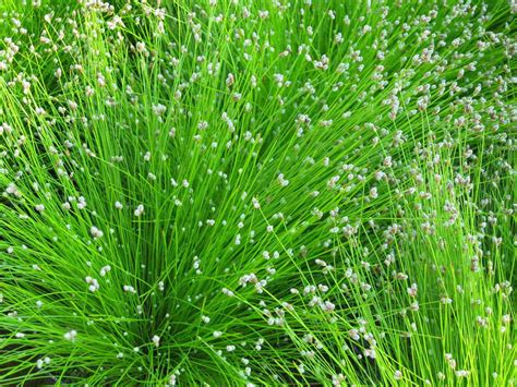Scirpus Cernuus The Watershed Paving And Aquatics Centre