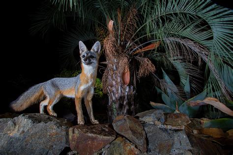 How To Use Camera Traps To Photograph Wildlife Expéditions De Lextrème
