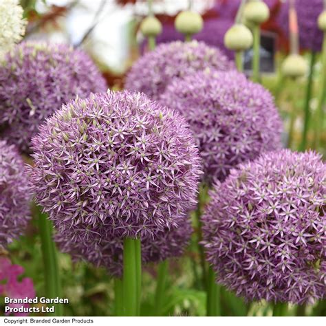 Allium Globemaster