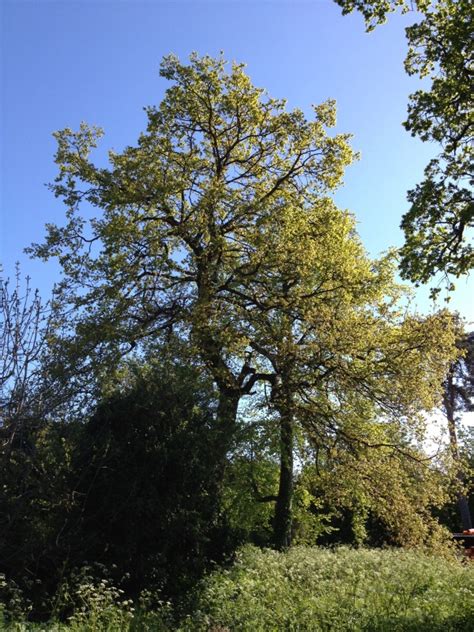 Crown Reduction Norfolk Trees Co Uk Arborists In Norfolk