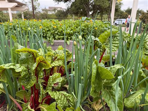 Foraged Vegetables The Daily Cuppa Medium