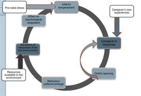 Theories Of Development Flashcards Quizlet
