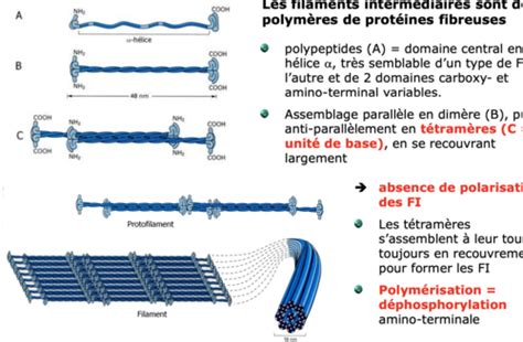 Cytosquelette 1 Cartes Quizlet