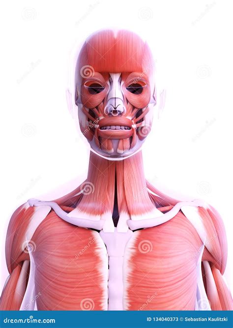 The Female Muscle System Stock Illustration Illustration Of System