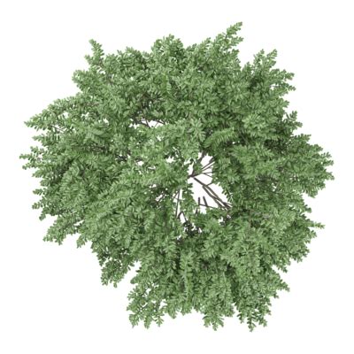 Tree Plan View PNGs For Free Download Tree Plan View PNGs For Free Download