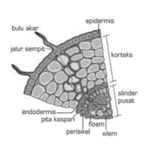 Pengertian Akar Bagian Sifat Struktur Macam Proses HACK Ac Id Informasi Maupun Berita