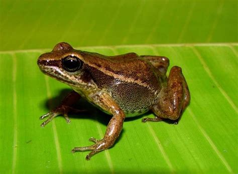 Peruvian Poison Frog Reptipedia Fandom