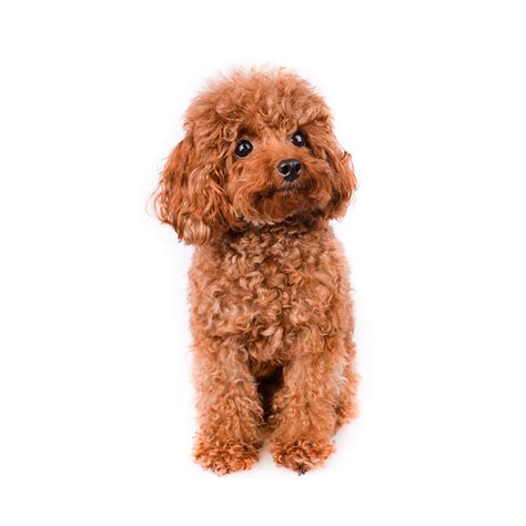 Mini Poodle Dogs