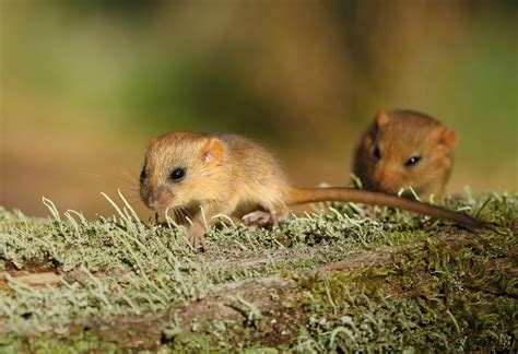 10 Facts About Dormice