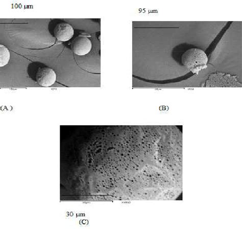 Sem Of Fluconazole Loaded Microsponge Formulation Coaded F3 Under A X Download Scientific