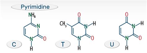 Comprehensive Discussion On Pyrimidine Nucleotides Boc Sciences