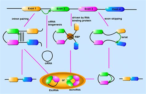 The Biogenesis Of Circular Rnas Circrnas Circrnas Are Regulated By